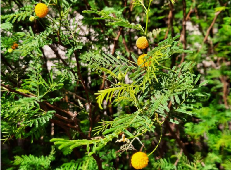 La planta mágica sanjuanina que dicen que baja la presión y es cicatrizante