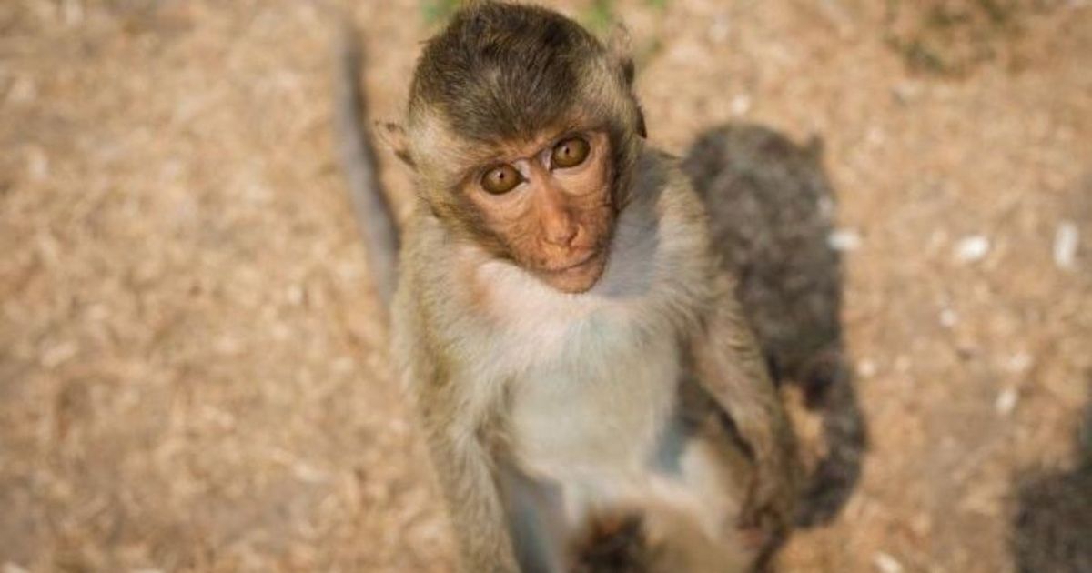 Mono pervertido le bajó la blusa a turista para verle los pechos