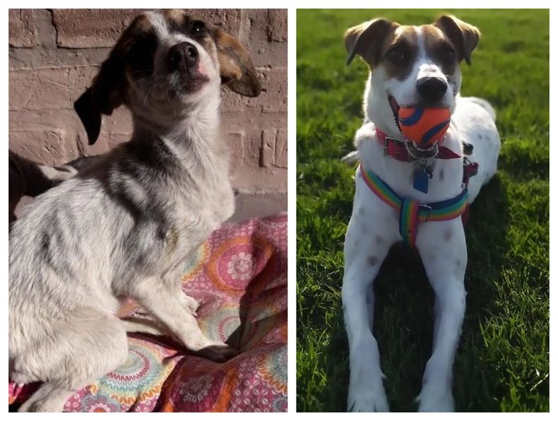 De las calles de San Juan a Illinois: la historia de Luna, la perrita a ...