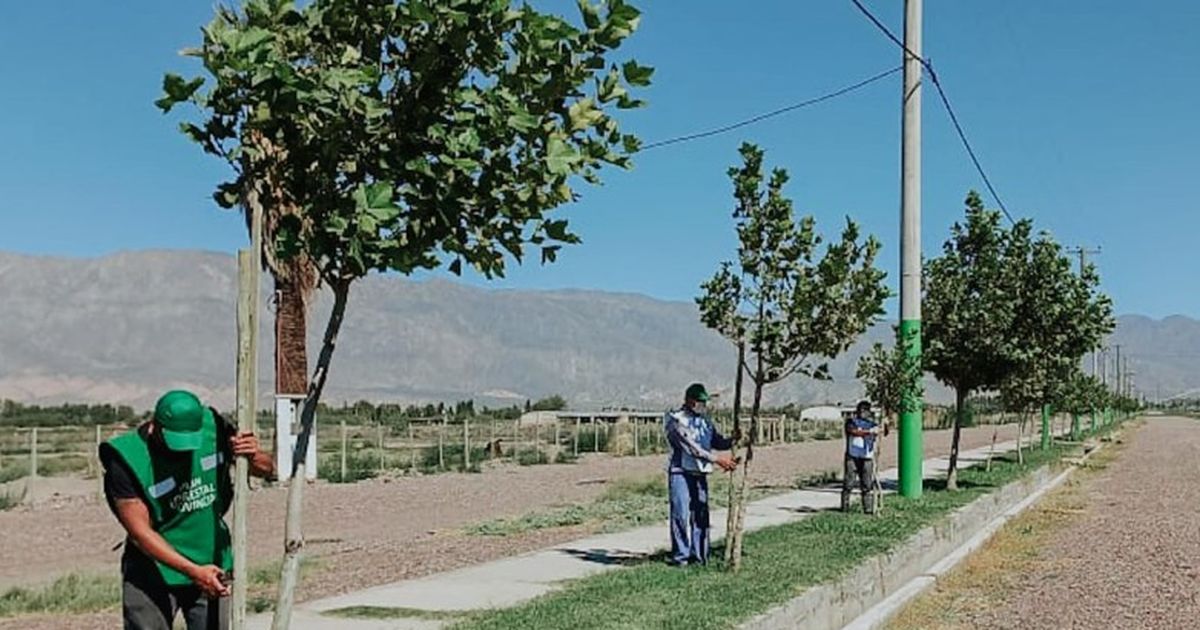 Plan Forestal: realizarán nuevas evaluaciones a municipios e instituciones