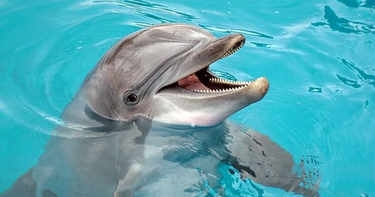 Mundo loco: un delfín ataca sexualmente a todo lo que se le cruza