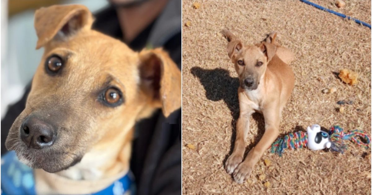Buscan un hogar para Luca, el perrito rescatado en Pocito