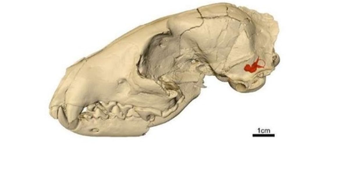 Descubrimiento: cómo cazaban hace 40 millones de años los primeros perros