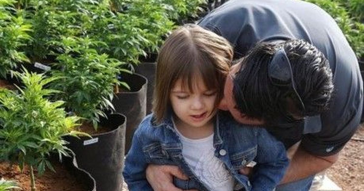 Quiénes Pueden Acceder Ahora Al Cannabis Medicinal