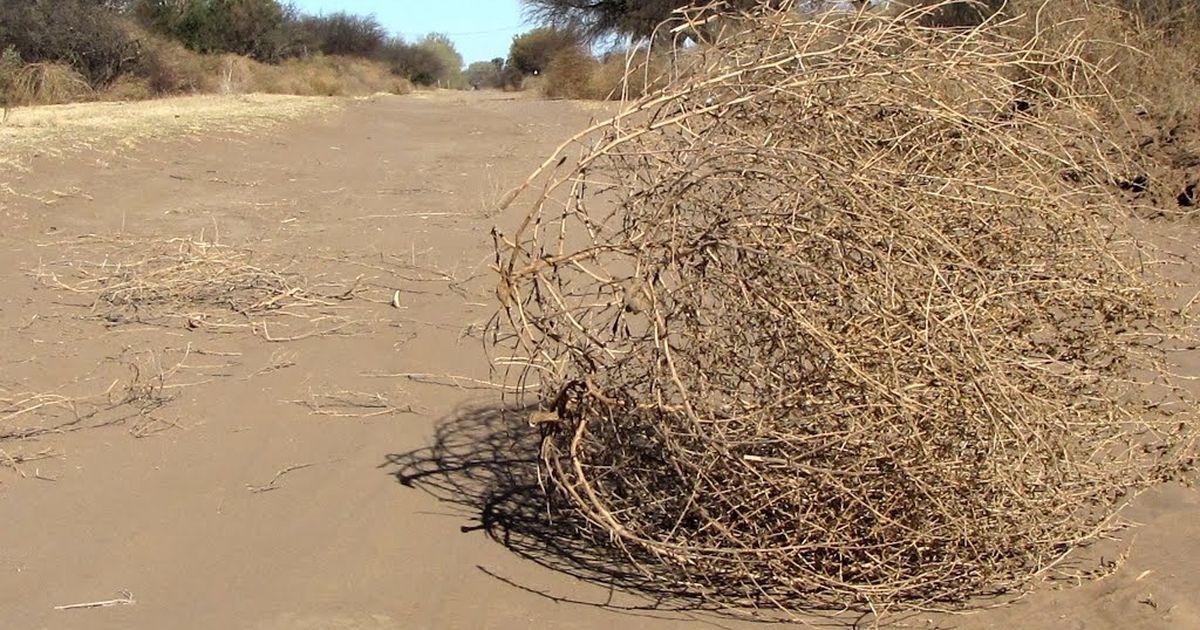 Sentencia de muerte para el cardo ruso en Ischigualasto