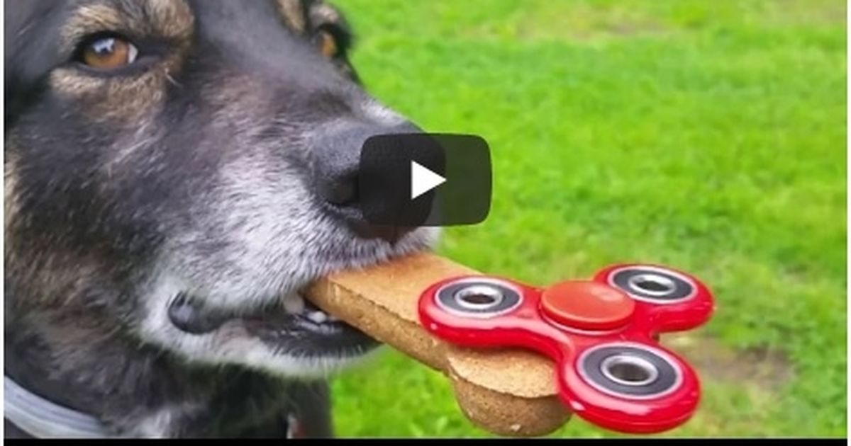 Viral: conocé a Buddy, el perro que tiene gran habilidad con los spinners