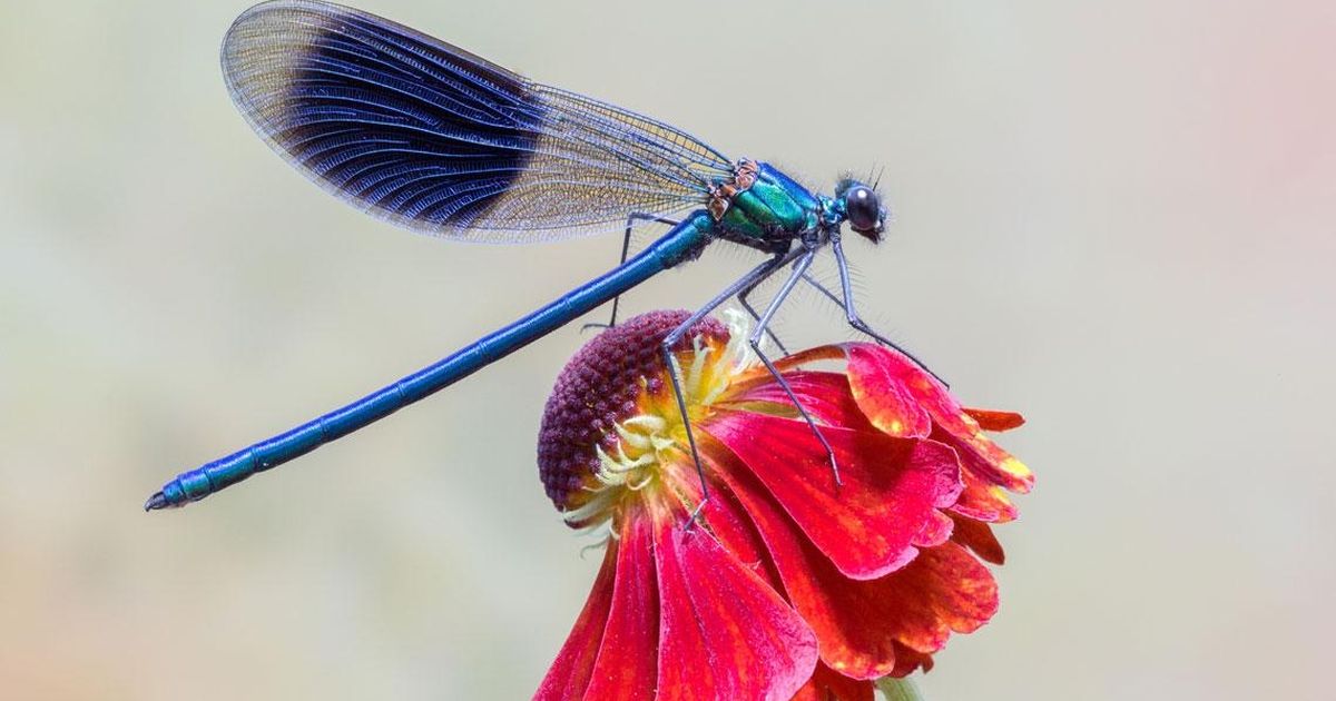 Belleza: conocé aquí a las libélulas más hermosas del mundo
