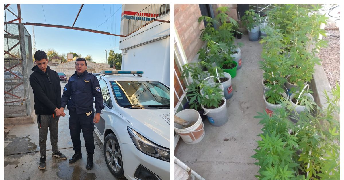 En una redada policial en Caucete, cae un ladrón y descubren un vivero de marihuana