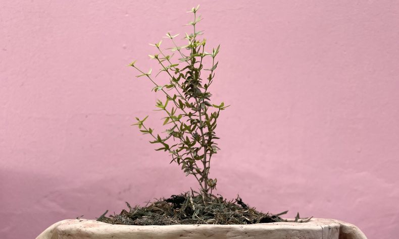 Larga vida a la jarilla: la reina del desierto se abre paso en los ...