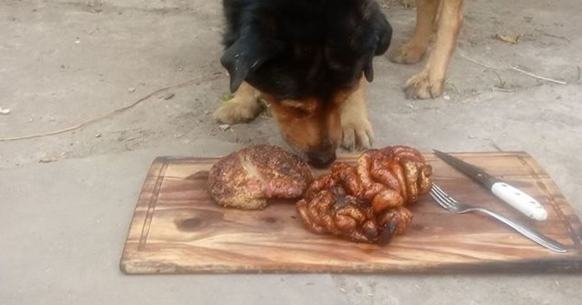 Su perro cumplió 15 años y le hizo un asado para festejarlo