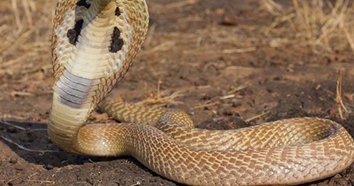Un niño mordió a la serpiente que lo atacó y la mató
