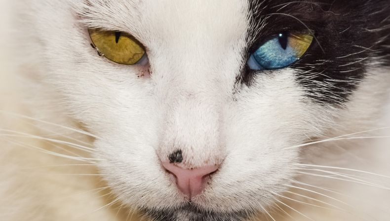 Hasta dan miedo: cuáles son los signos más raros