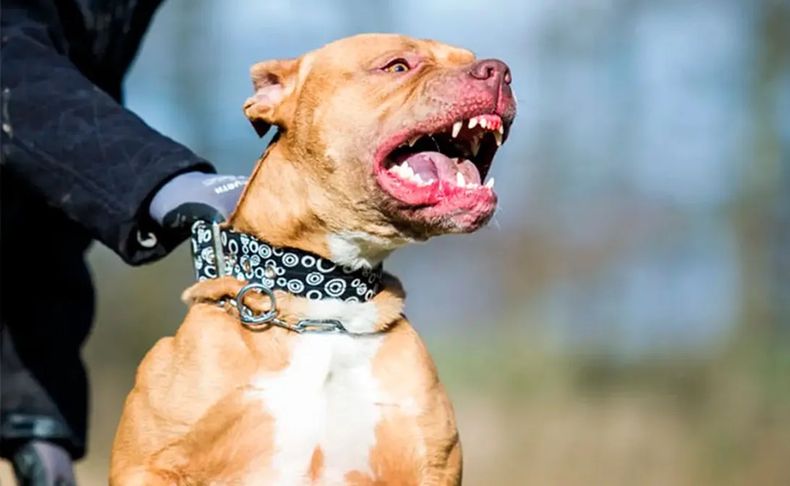 Perros potencialmente peligrosos: ¿Cuántos fueron chipeados en San Juan ...
