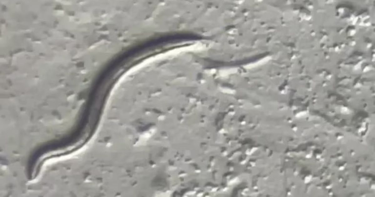 Científicos Revivieron Gusanos Congelados Hace 46000 Años Los Motivos