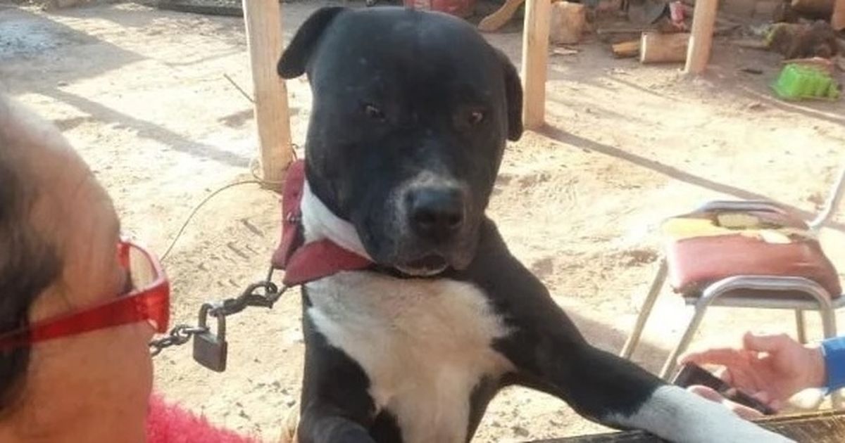 Liberaron al dueño del pitbull que asesinó a Lara: la querella insiste ... Liberaron al dueño del pitbull que asesinó a Lara: la querella insiste ...