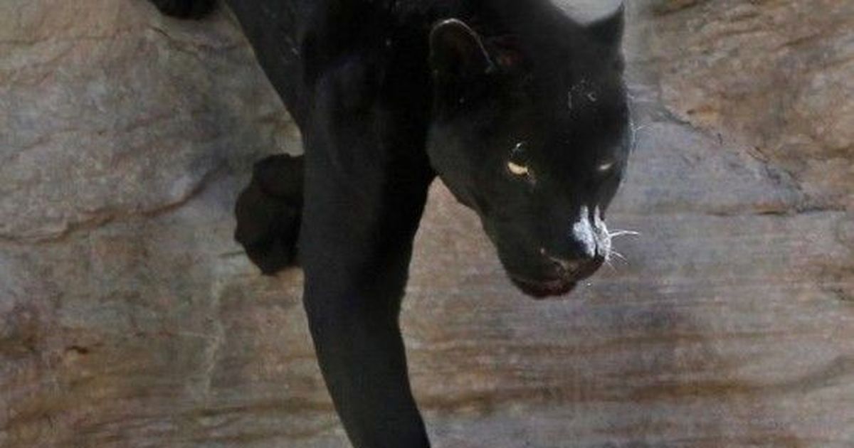 Otra muerte en el Zoo: murió la pantera negra