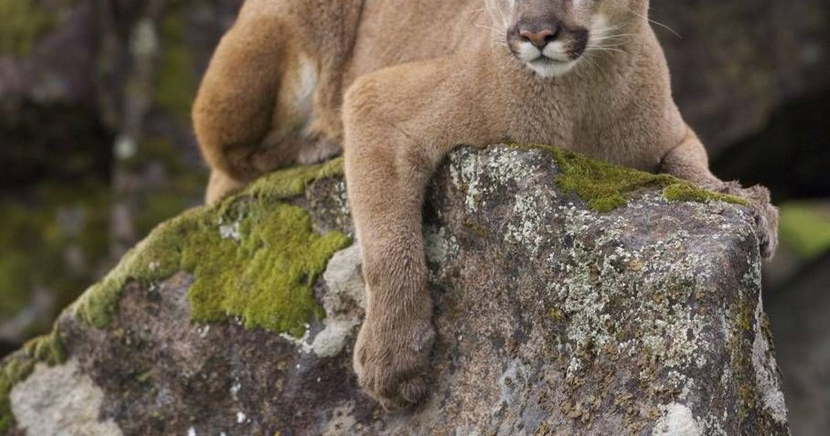 Buscan a un puma que acecha en el Parque Nacional Iguazú