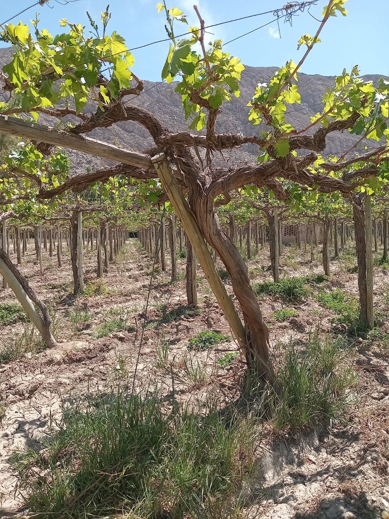 La cepa que fue testigo de la historia completa de San Juan y vive a ...