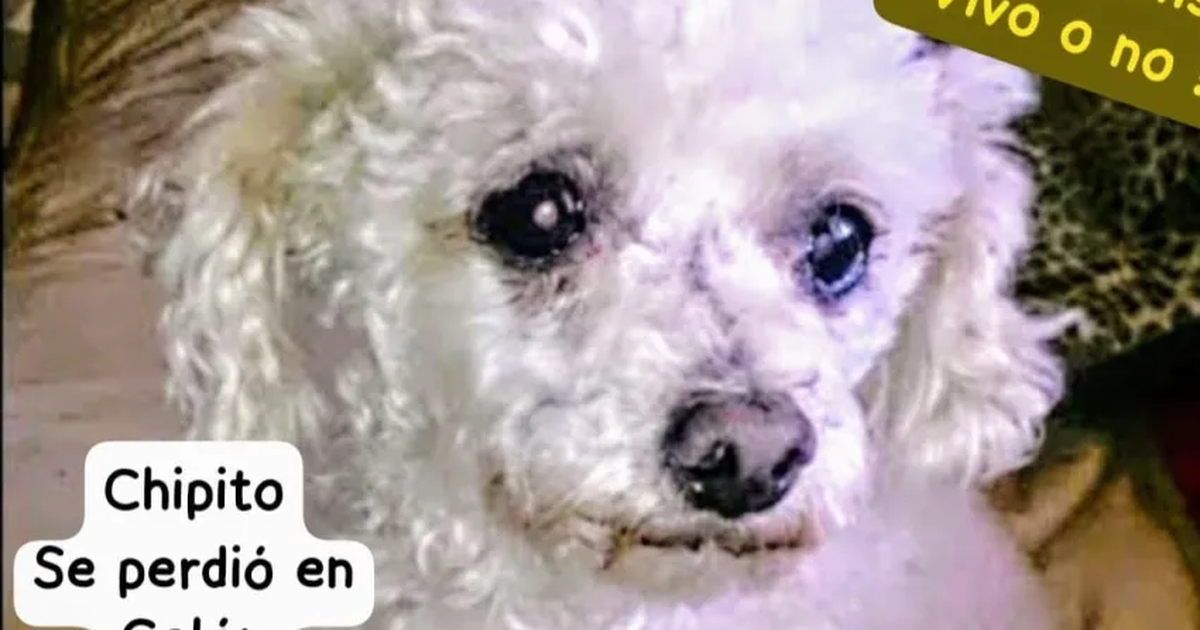 Chipito, el perrito ciego que se cayó a una acequia en Santa Lucía y se ...