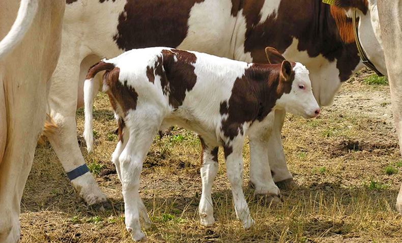 Asombro por el nacimiento de un ternero con dos cabezas