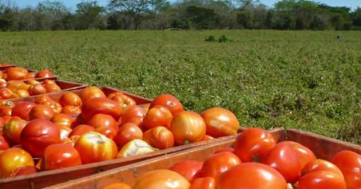 Se robaron 400 kilos de tomates de una finca de 25 de Mayo