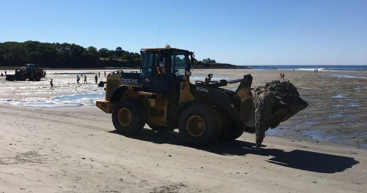 Imágenes: aparece una extraña criatura putrefacta de 250 kilos