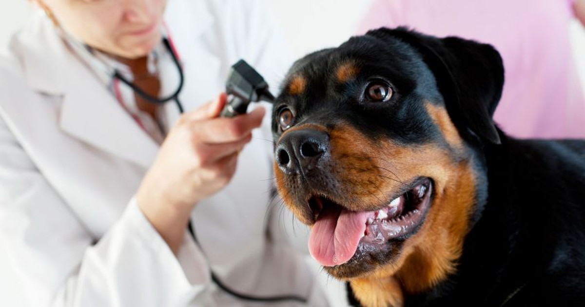 Perros potencialmente peligrosos: ¿Cuántos fueron chipeados en San Juan ...