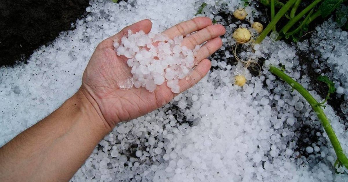 Habrá seguro contra granizo y heladas para productores de San Juan ...