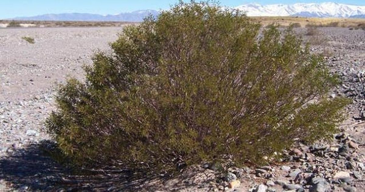 Un shampoo argentino de jarilla, la joya anticalvicie del mundo