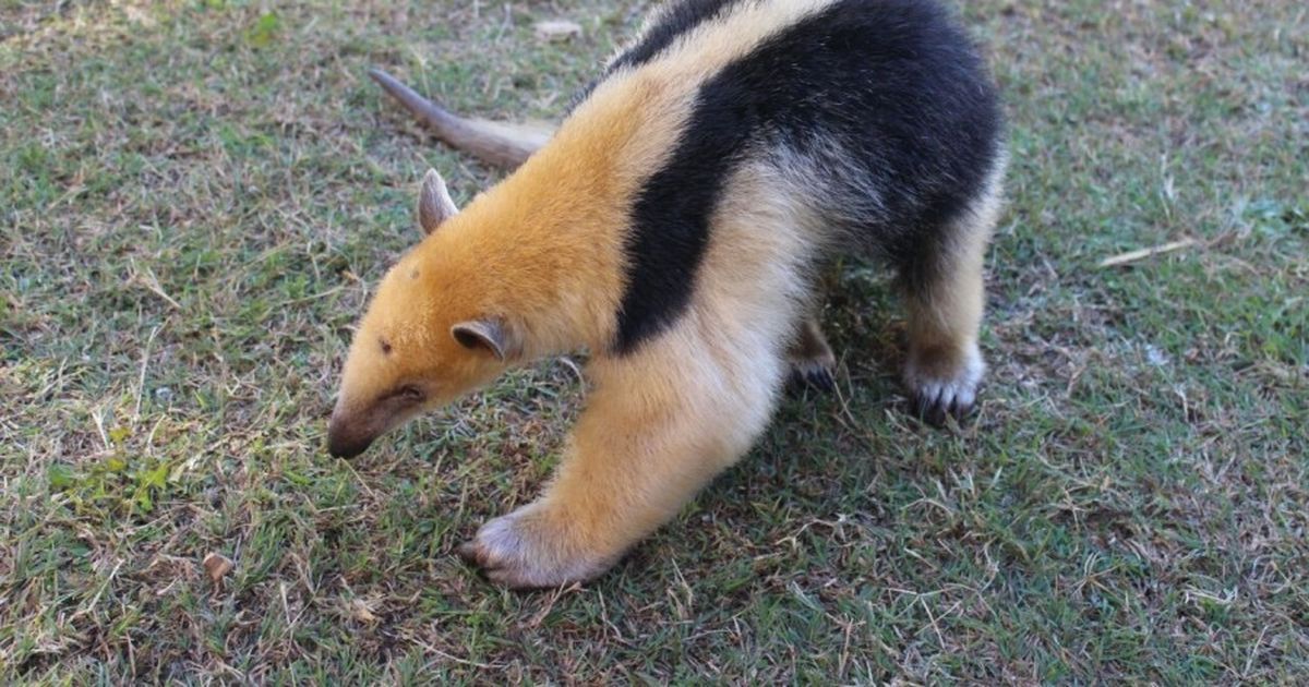 El oso melero que encontraron en Valle Fértil ya tiene dónde vivir