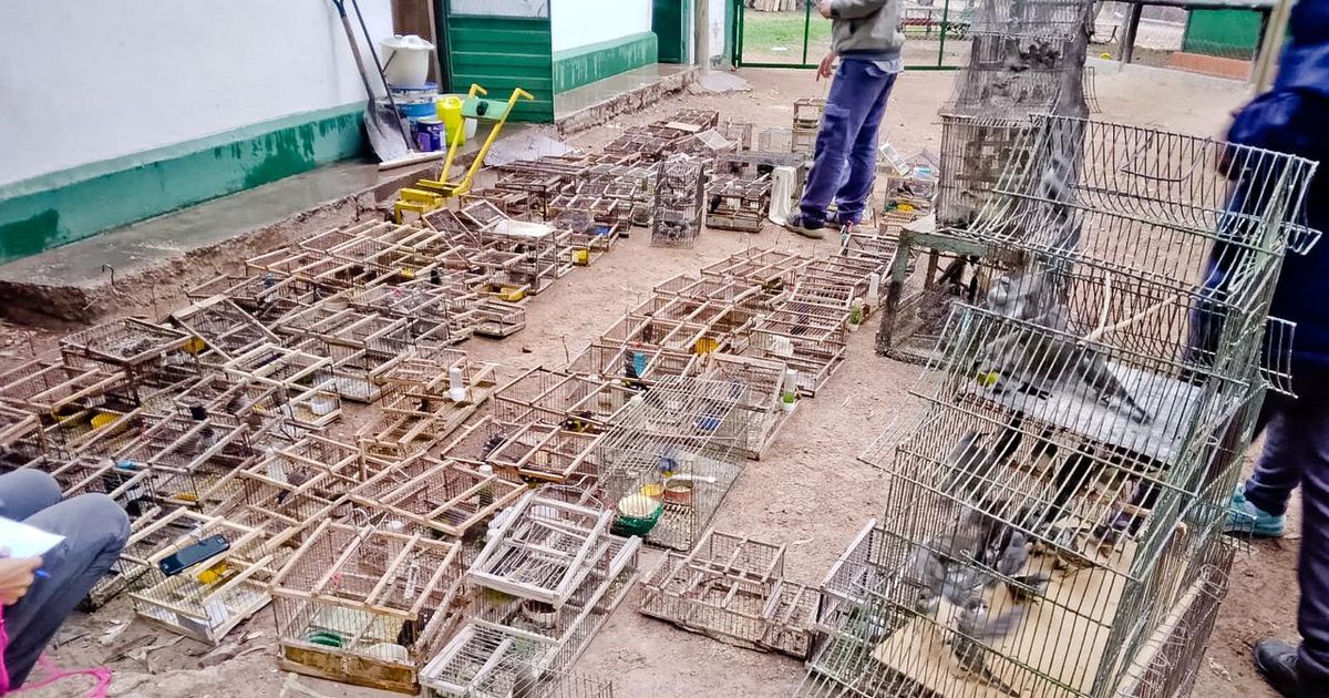 Rescataron en Rawson más de 360 aves, a punto de ser comercializadas
