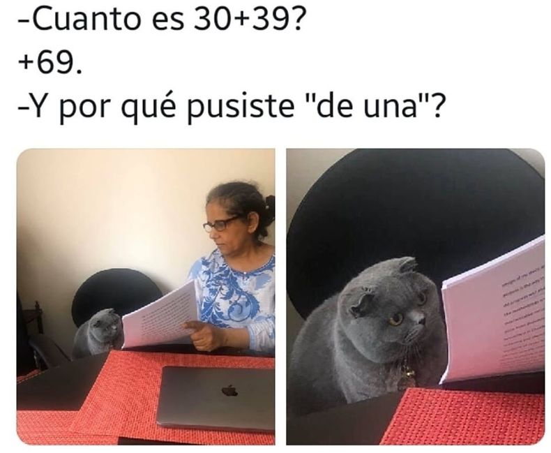 El meme del día: el nuevo gato viral en las redes