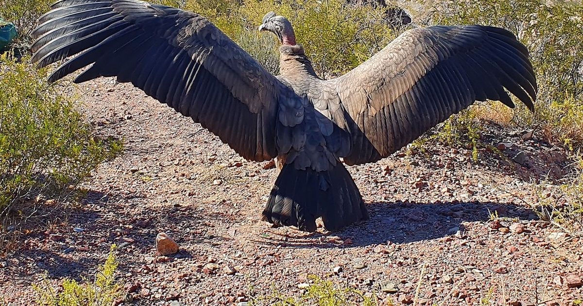 Bello momento vivido en Pedernal: tres cóndores y un águila mora ...