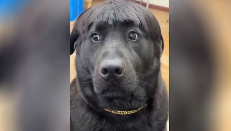Perro Pluma, la mascota que se viralizó por su parecido a Peso Pluma