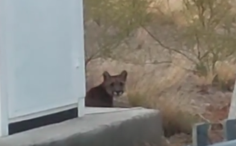 Impacto por los pumas en San Juan: captaron a uno en Ullum y otro ...