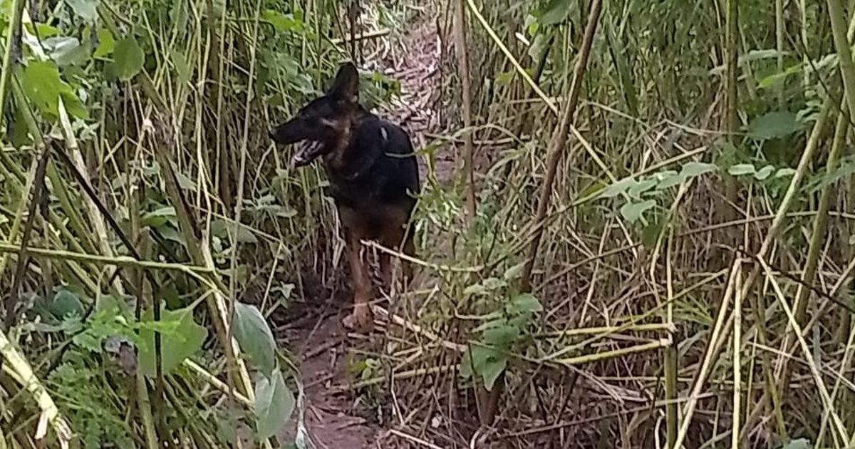 Urko: el perro sanjuanino que busca a una desaparecida en Jujuy