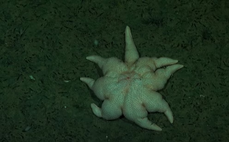 Mirá las mejores imágenes de la expedición del Conicet al fondo del mar ...