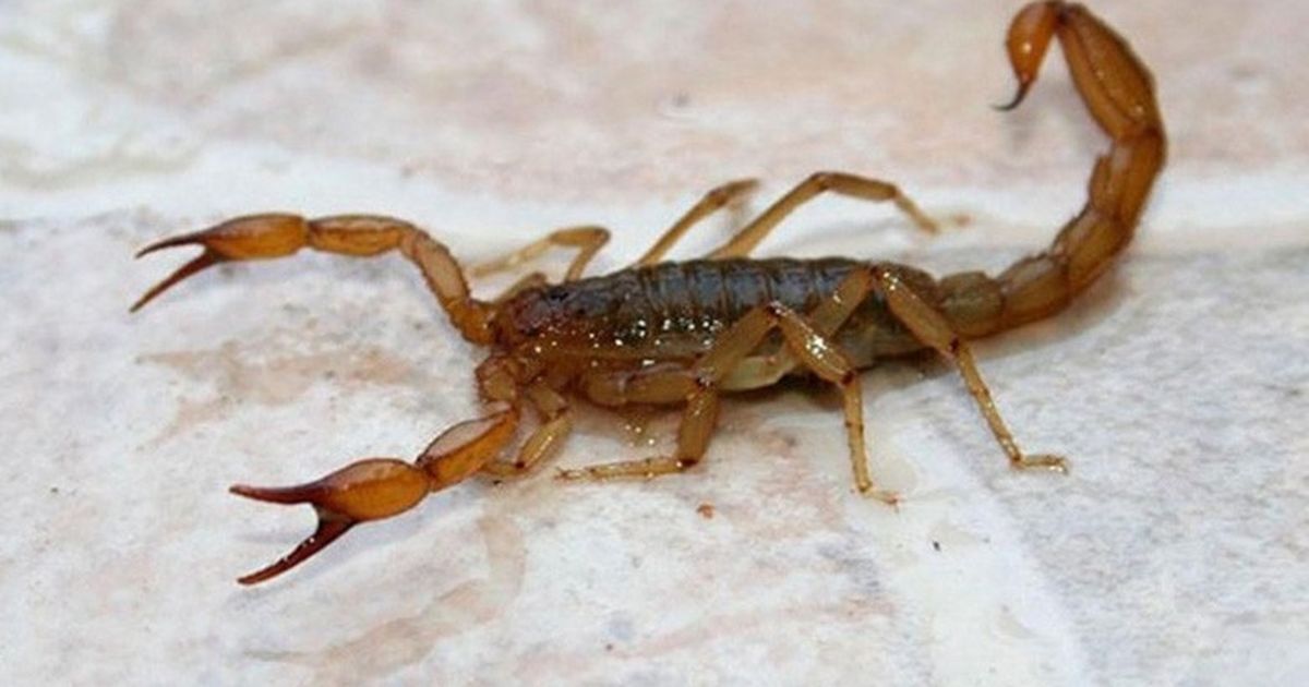 Una niña sufrió la picadura de un alacrán en Pocito y dos policías la ...