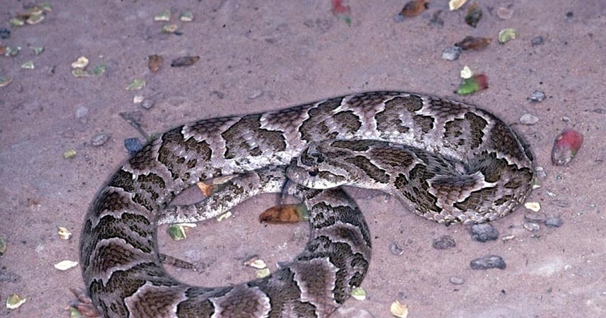 Una mujer de 25 de Mayo fue internada luego de que la mordiera una ...