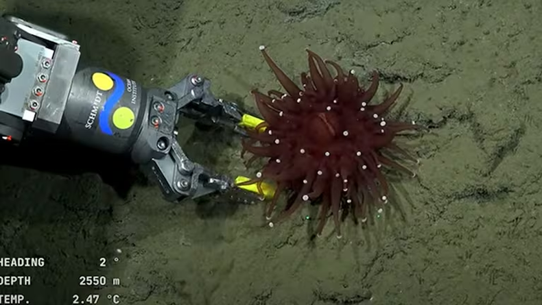 Tras el furor del streaming marino, llega una nueva propuesta del ...