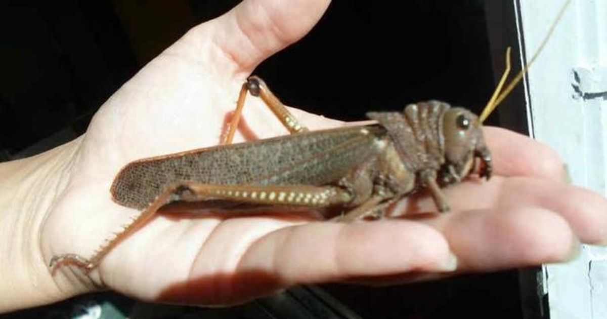 La causa ecológica detrás de la invasión de langostas gigantes
