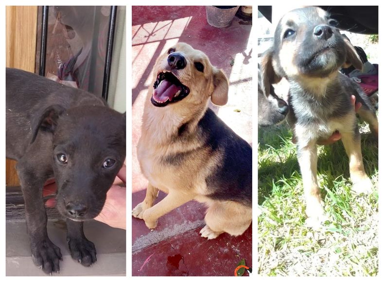 Estos son los perritos para adoptar del mes de octubre