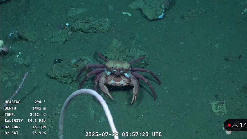 Mirá las mejores imágenes de la expedición del Conicet al fondo del mar ...