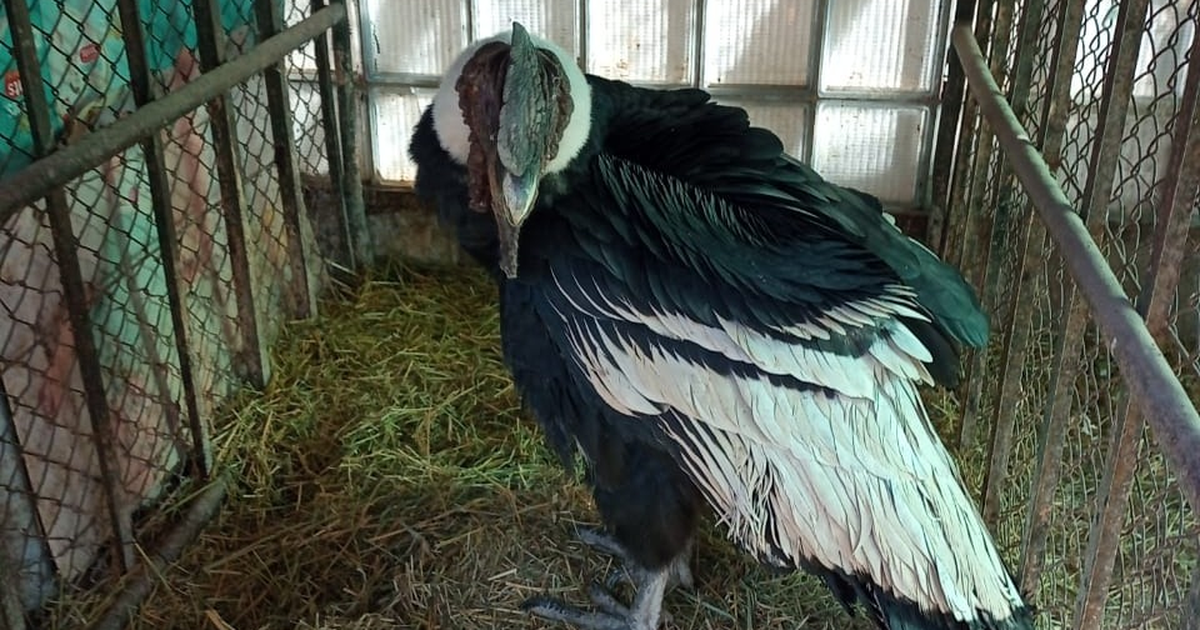 Conocé a Misqui, el cóndor sanjuanino que volverá a volar en una ...